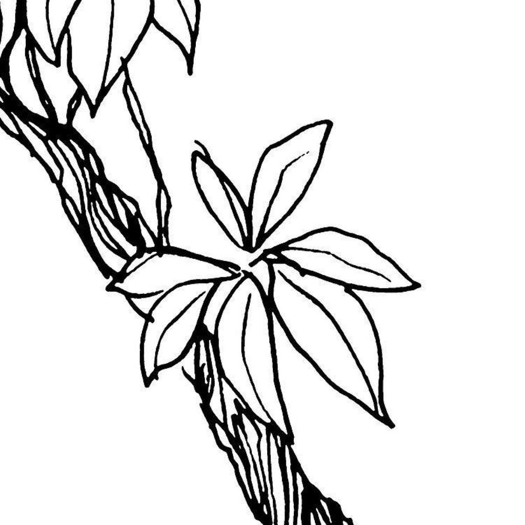 Tarzan ihlette trópusi dzsungelt ábrázoló tapéta, 400x280 cm, fekete ...